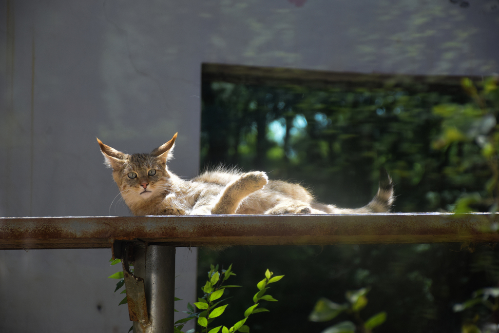 Chinese Mountain Cat in July 2023 by Linlin Li · iNaturalist