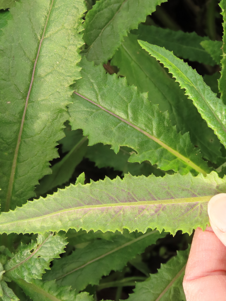 coastal burnweed from Waldport, OR 97394, USA on December 13, 2023 at ...