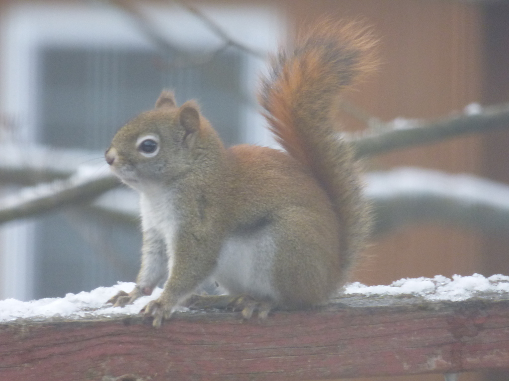 American Red Squirrel from Lennox and Addington County, ON, Canada on ...