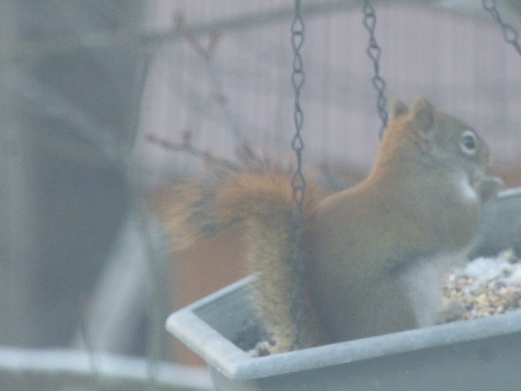 American Red Squirrel from Lennox and Addington County, ON, Canada on ...