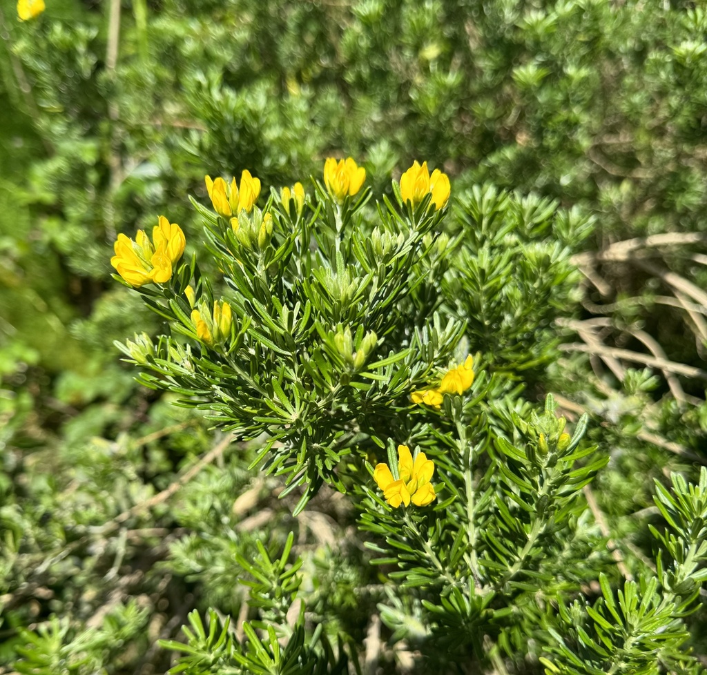 French broom from Te Ika-a-Māui/North Island, Napier, Hawke's Bay, NZ ...