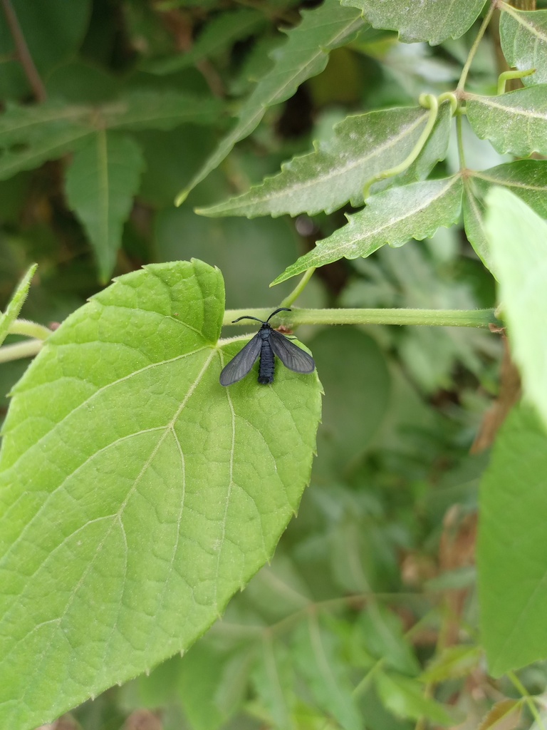 Western Grapeleaf Skeletonizer Moth from Los Pinos, Veracruz, Ver., México on October 4, 2023 at ...