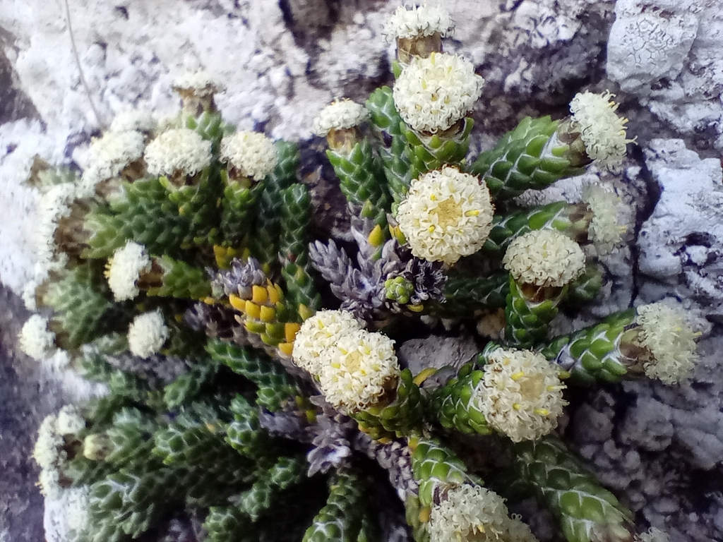 Helichrysum selago in December 2023 by John Barkla. Helichrysum ...