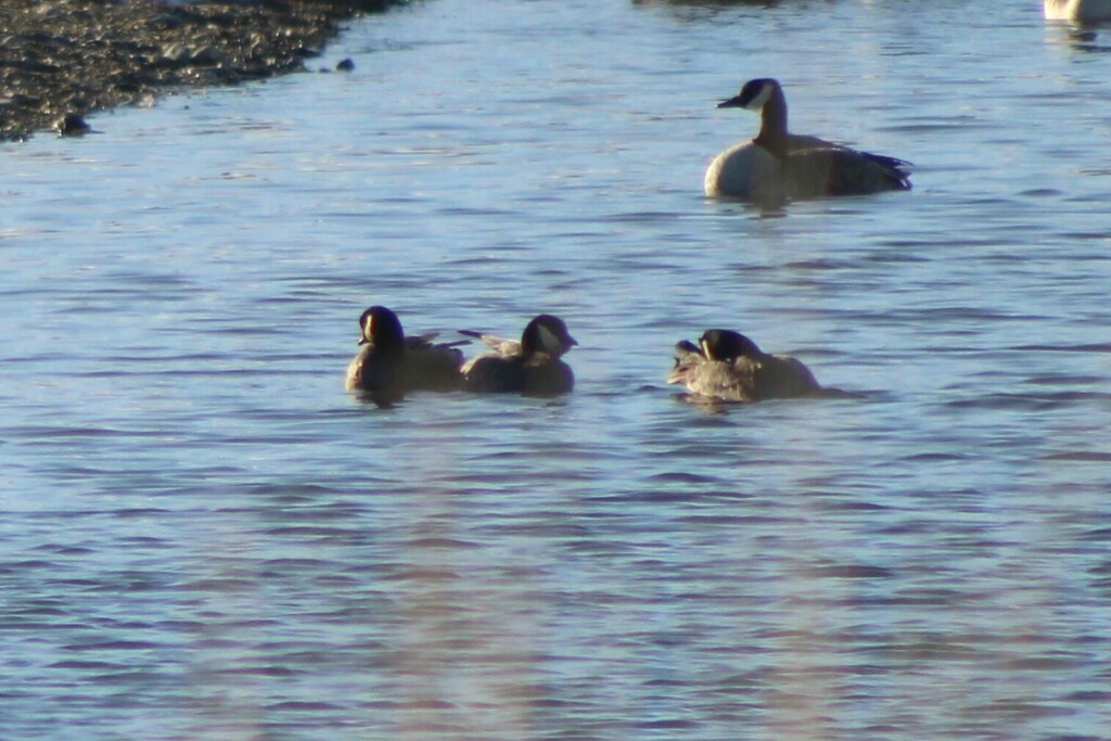 Small Cackling Goose from Baker County, OR, USA on December 13, 2023 at ...