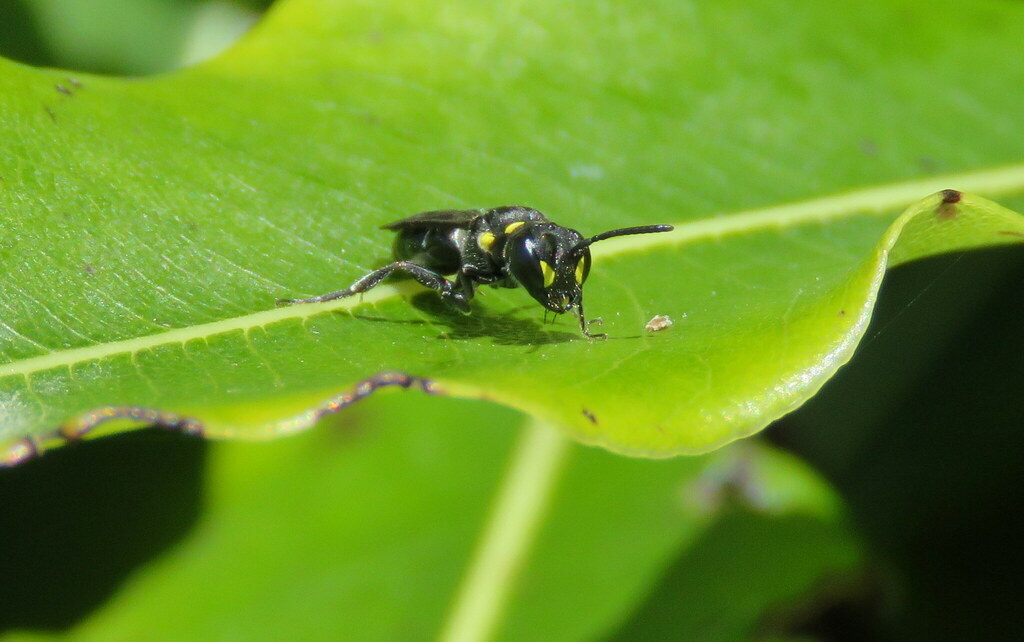 Maori Masked Bee from Leeston, New Zealand on December 1, 2023 at 03:08 ...