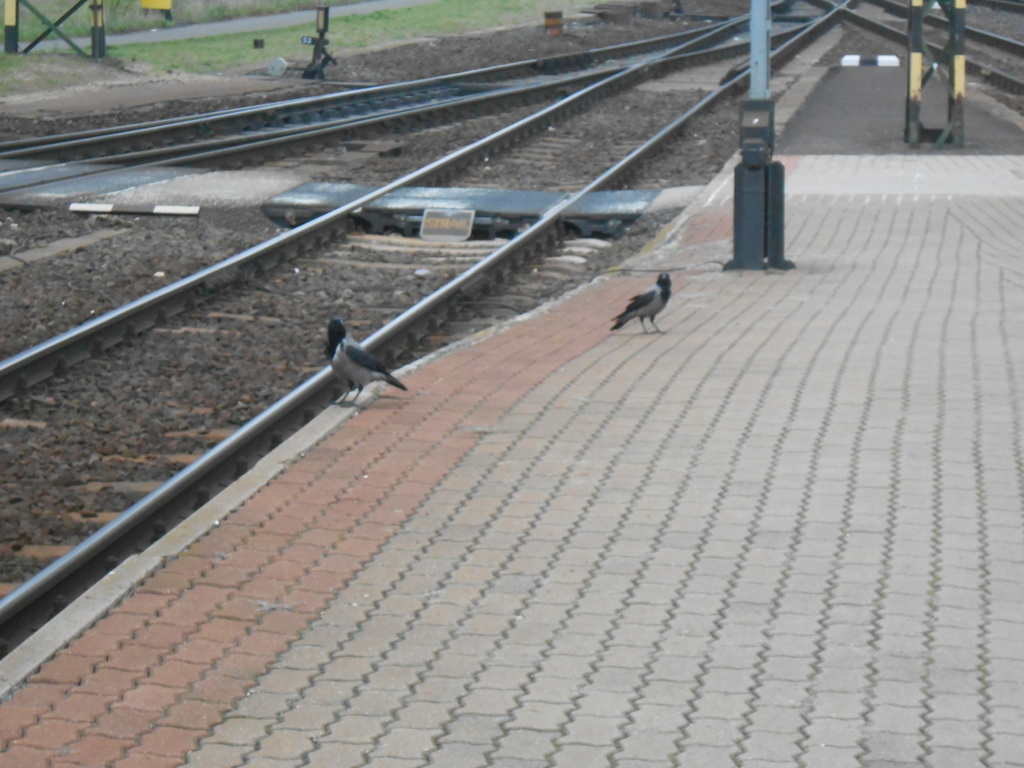 Hooded Crow from Budapest, Krisztinaváros, Magyarország on April 9 ...
