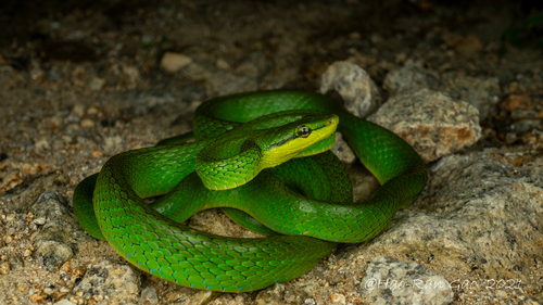 Rein Snake (Gonyosoma frenatum) - Snakes and Lizards
