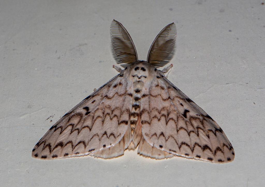 Lymantria brotea from Jengging on August 20, 2023 at 09:17 PM by ...