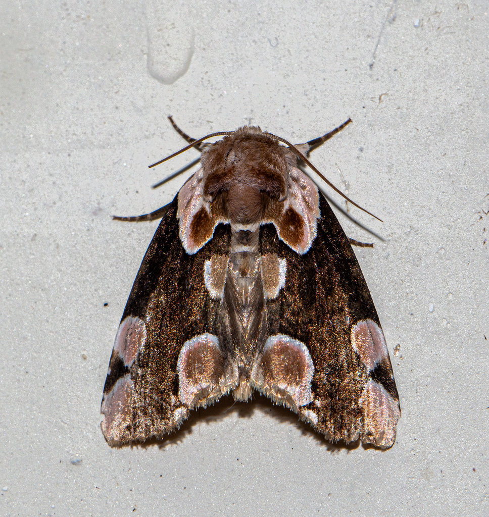 Peach Blossom Moth from Jengging on August 22, 2023 at 12:17 AM by ...
