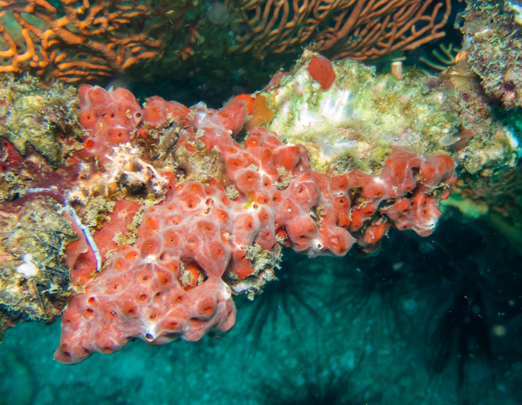Monanchora clathrata from Hin Klai, Amphoe Mueang Krabi, Chang Wat ...