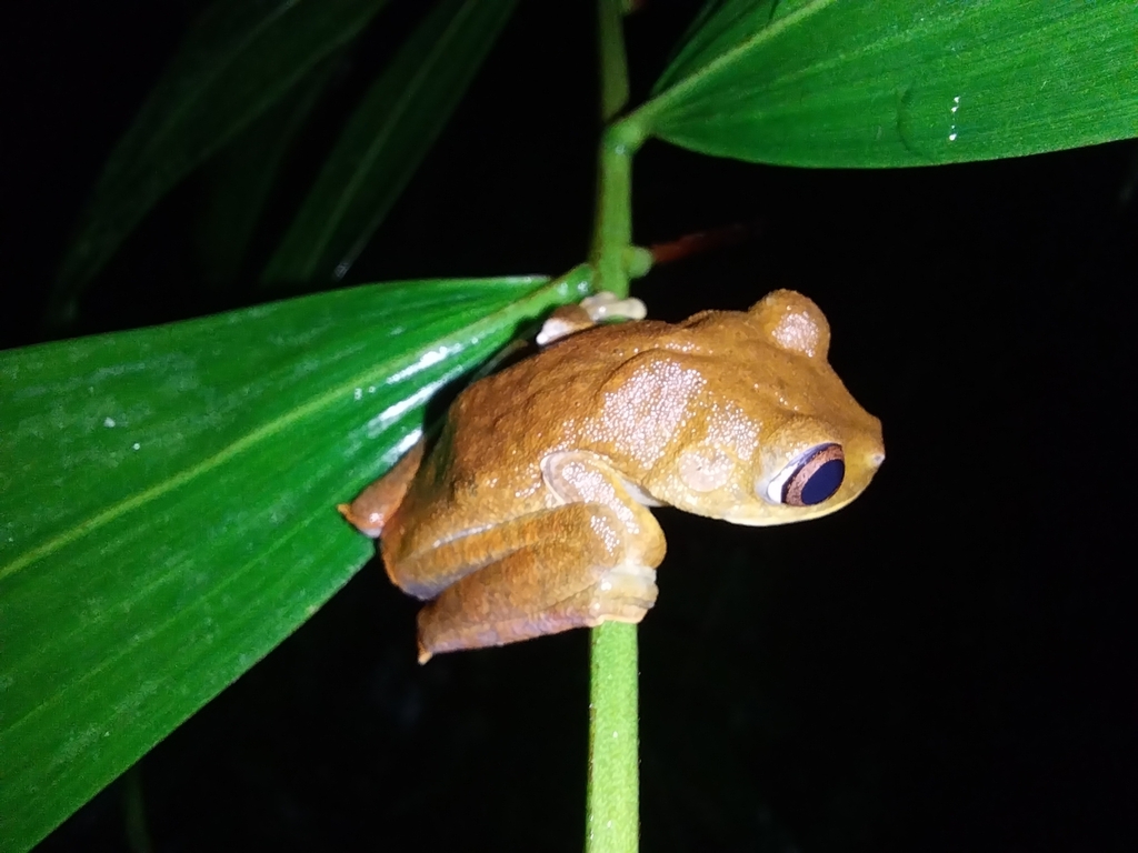 Map Tree Frog from Princes Town Regional Corporation, Trinidad and ...