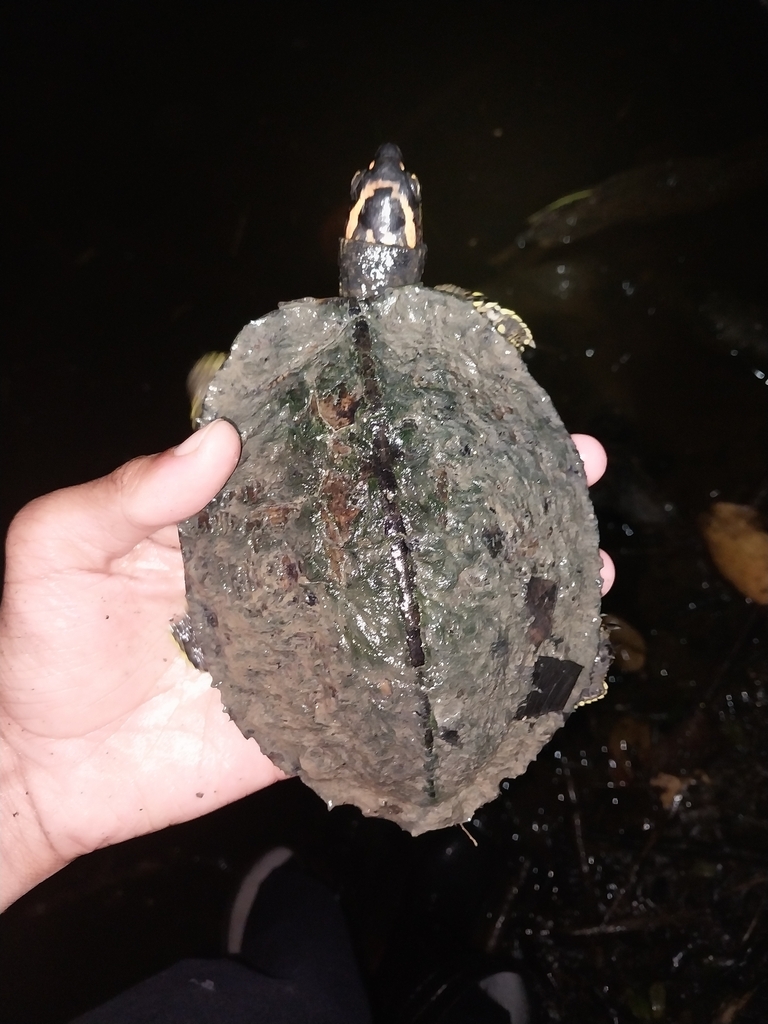 Spotted-legged Turtle from Princes Town Regional Corporation, Trinidad ...