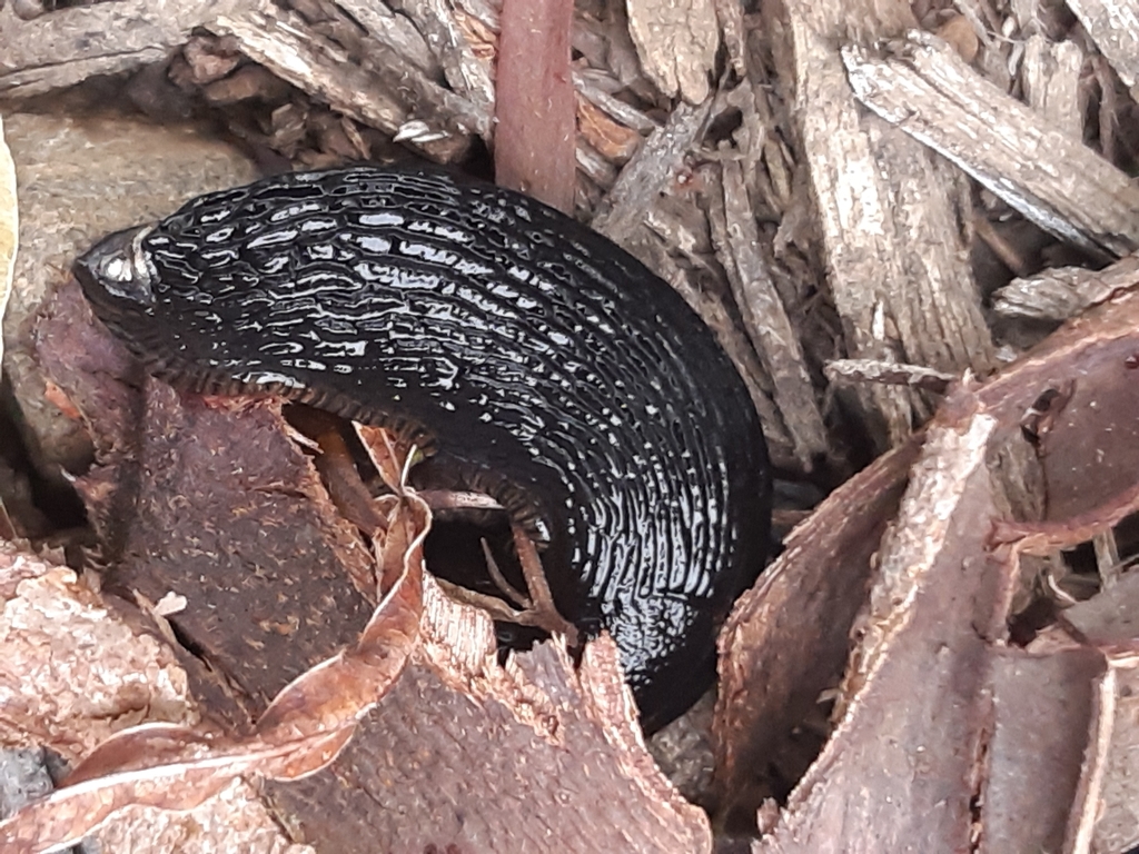Black Slug from Olinda VIC 3788, Australia on December 8, 2023 at 10:35 ...