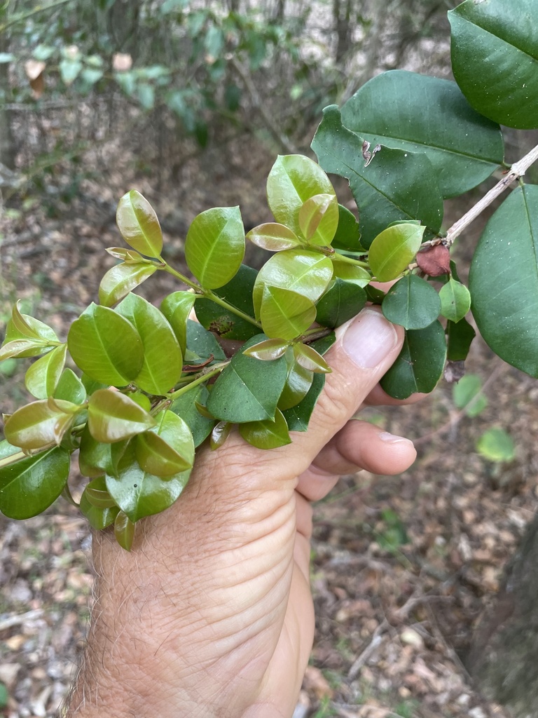 scrub cherry from Bongil Bongil National Park, Repton, NSW, AU on ...