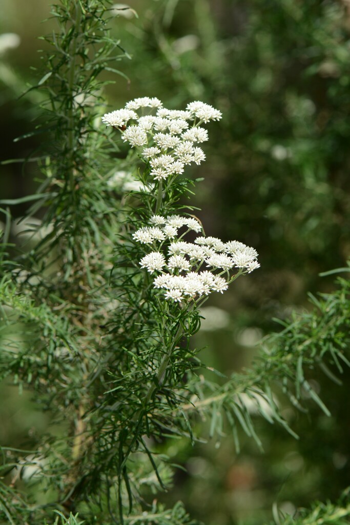 Common Cassinia from Christmas Hills VIC 3775, Australia on November 19 ...
