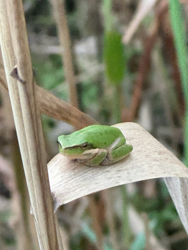 Eastern Dwarf Tree Frog from Coombabah on September 24, 2023 at 05:14 ...