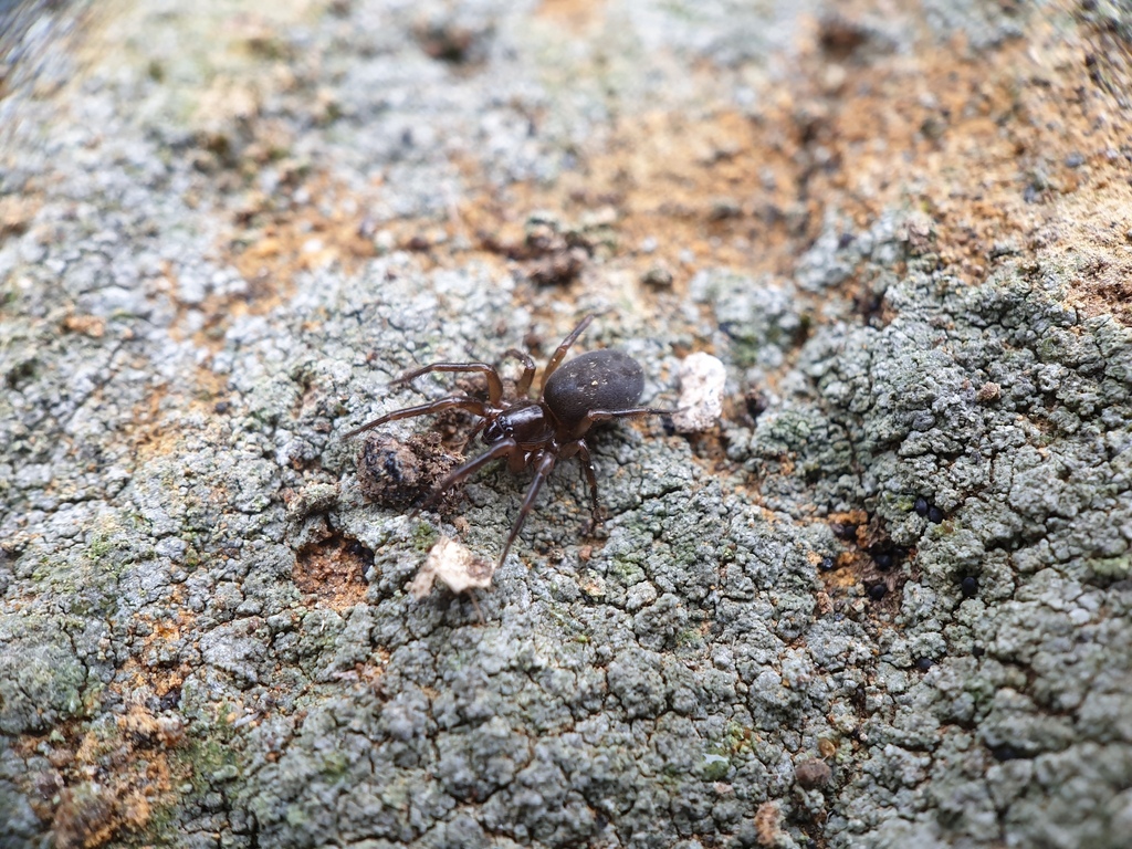 Typical Spiders from Antipodes Islands Nature Reserve, Antipodes ...