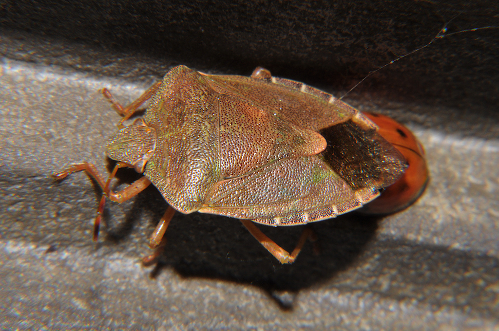 Green Shield Bug from Bremen-Ost, Bremen-Oberneuland, Germany on ...