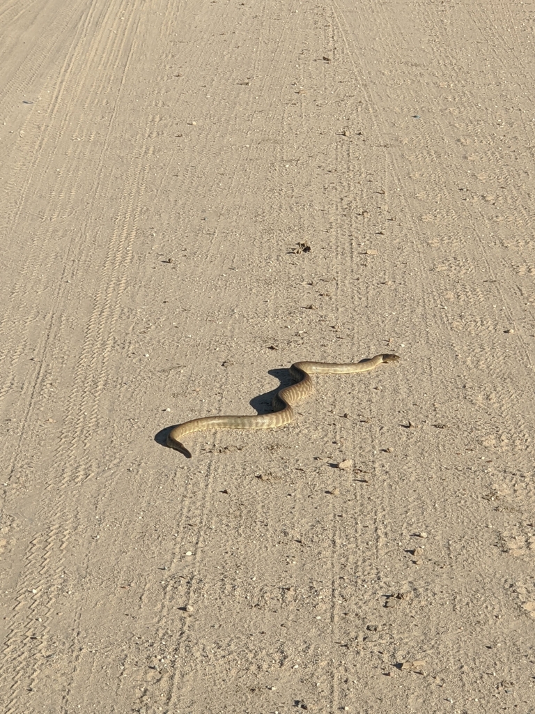 Woma Python from Gidgealpa SA 5731, Australia on April 15, 2020 at 08: ...