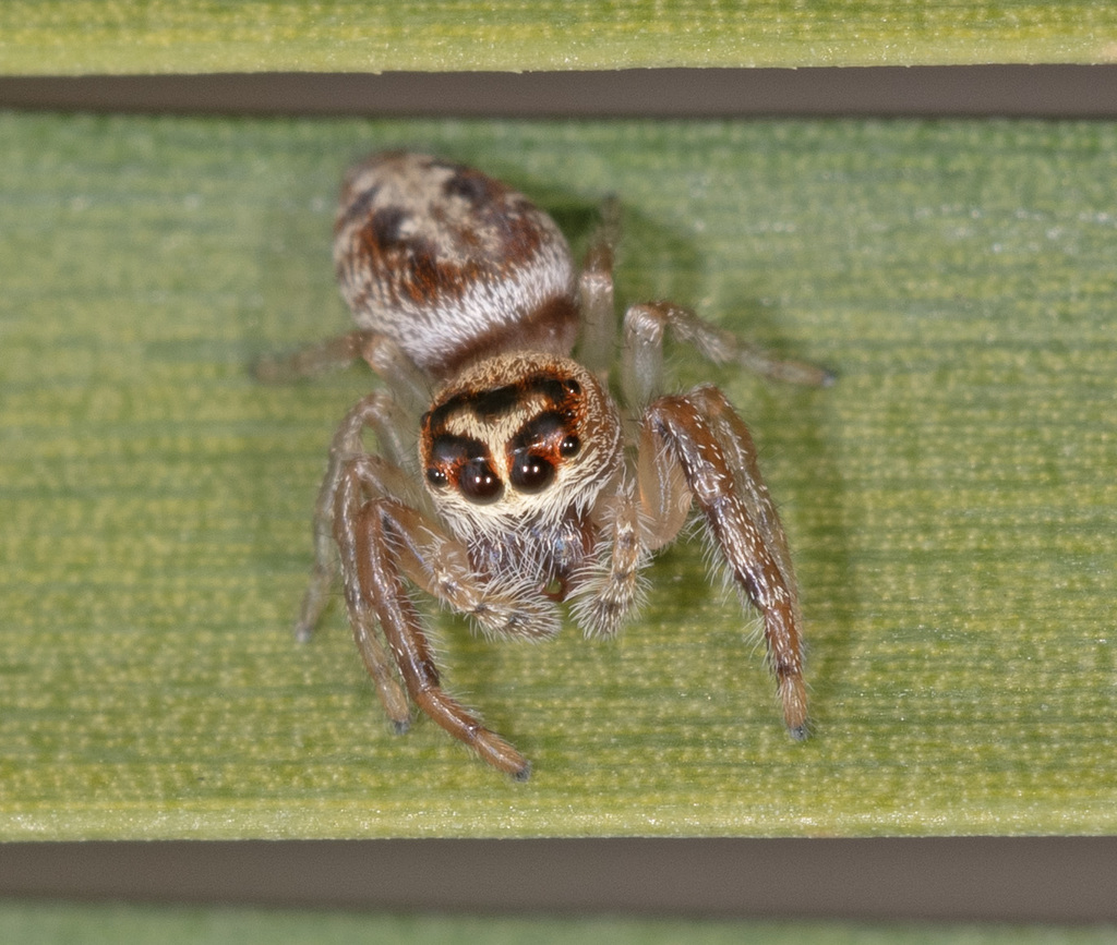 Cyclops Jumping Spider from Lake Clifton WA 6215, Australia on ...