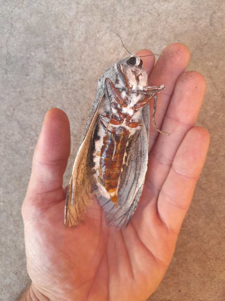 Giant Wood Moth from Mildura VIC 3500, Australia on December 14, 2023 ...