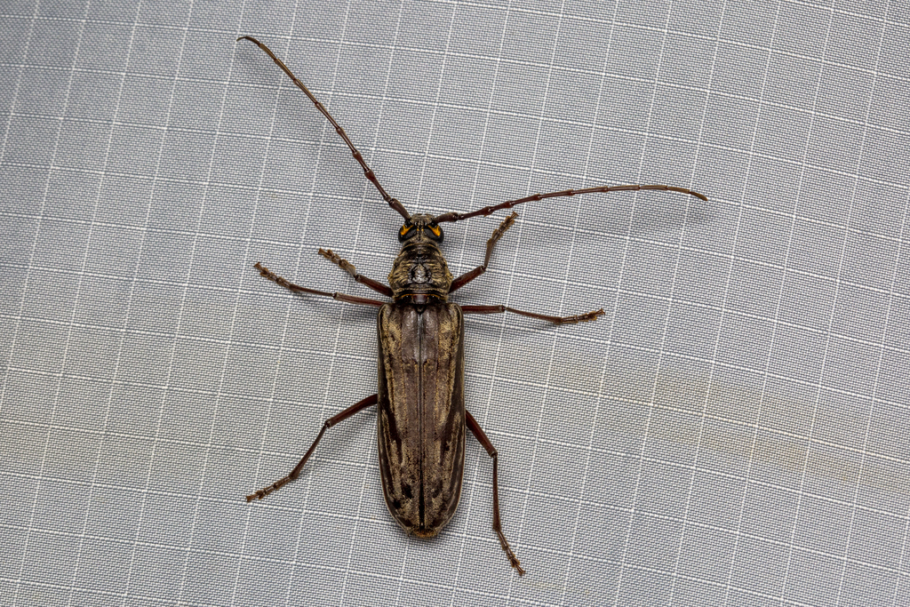 Pachydissus from Mt. Kembla Lookout, NSW on December 12, 2023 at 10:57 ...