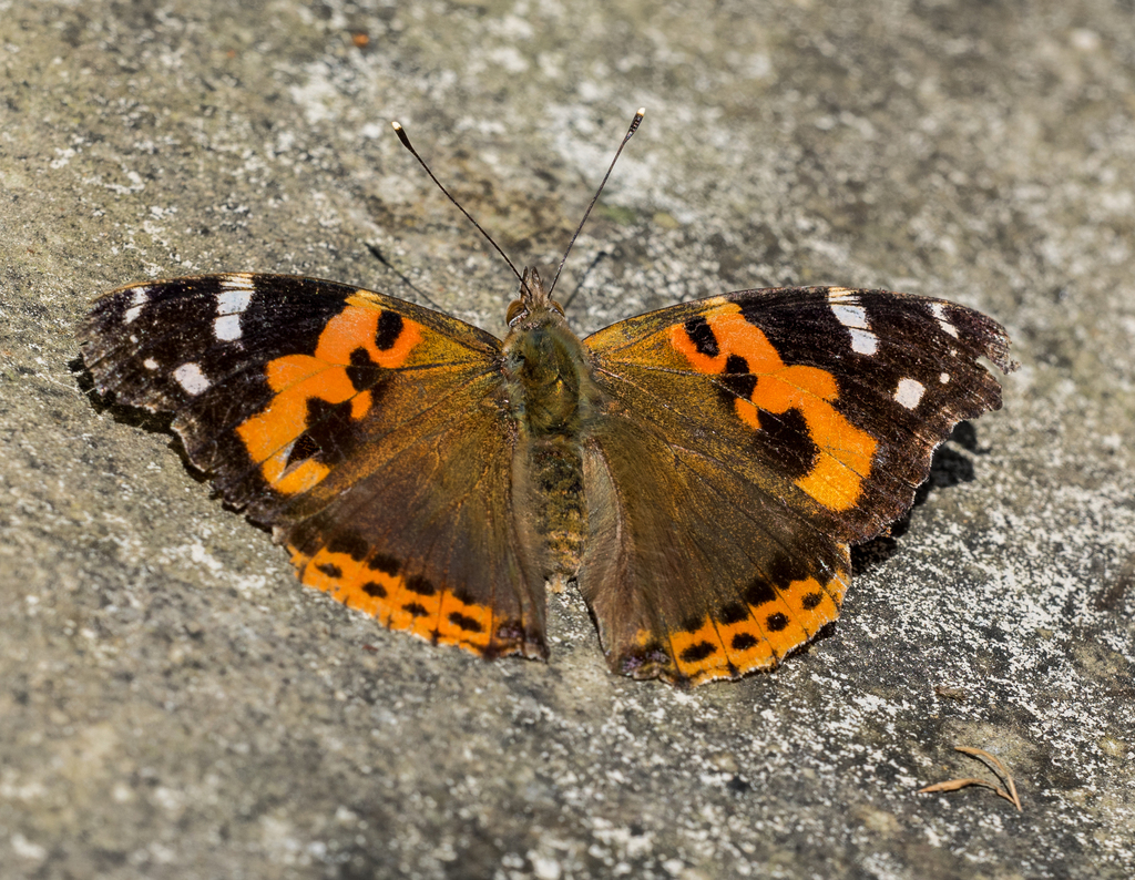 Indian Red Admiral from Bhimtal, Uttarakhand 263136, India on October 6 ...
