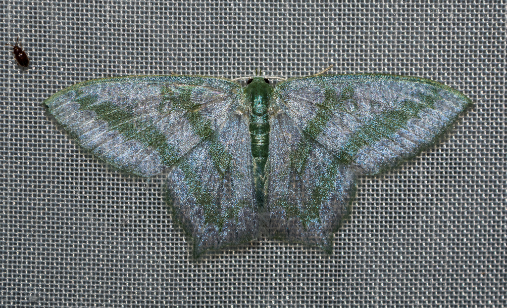 Emerald Moths from Bhimtal, Uttarakhand 263136, India on October 6 ...