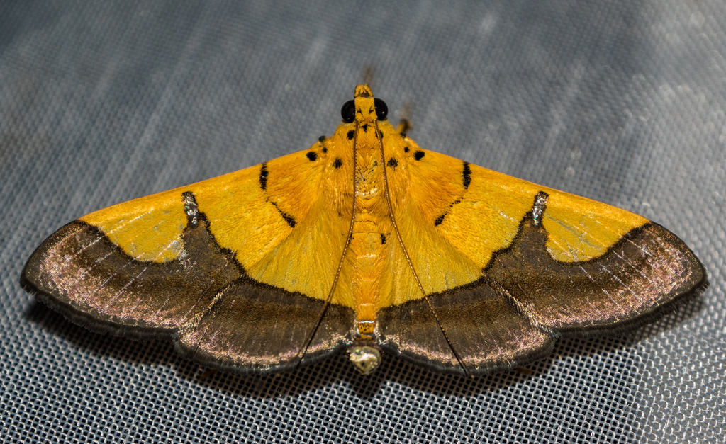 Endocrossis flavibasalis from Bhimtal, Uttarakhand 263136, India on ...