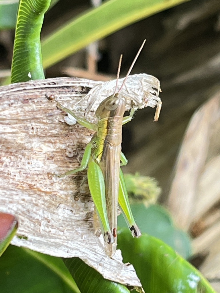 Chinese rice grasshopper in December 2023 by Nakatada Wachi · iNaturalist