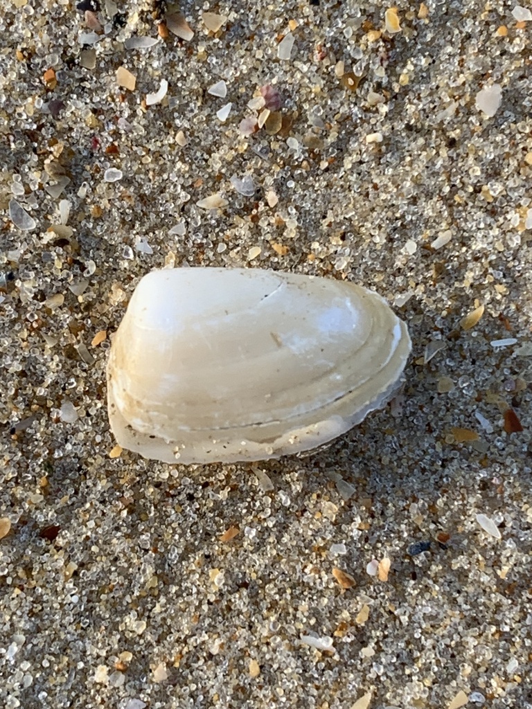 Elongate wedge shell from Urunga, NSW, AU on December 14, 2023 at 06:09 ...