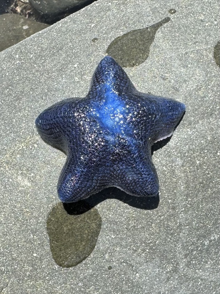 New Zealand Common Cushion Star from Te Ika-a-Māui/North Island, Hawke ...