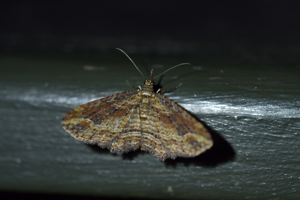 Australian Pug Moth from Leslie-Karamea Track, Tasman 7073, New Zealand ...
