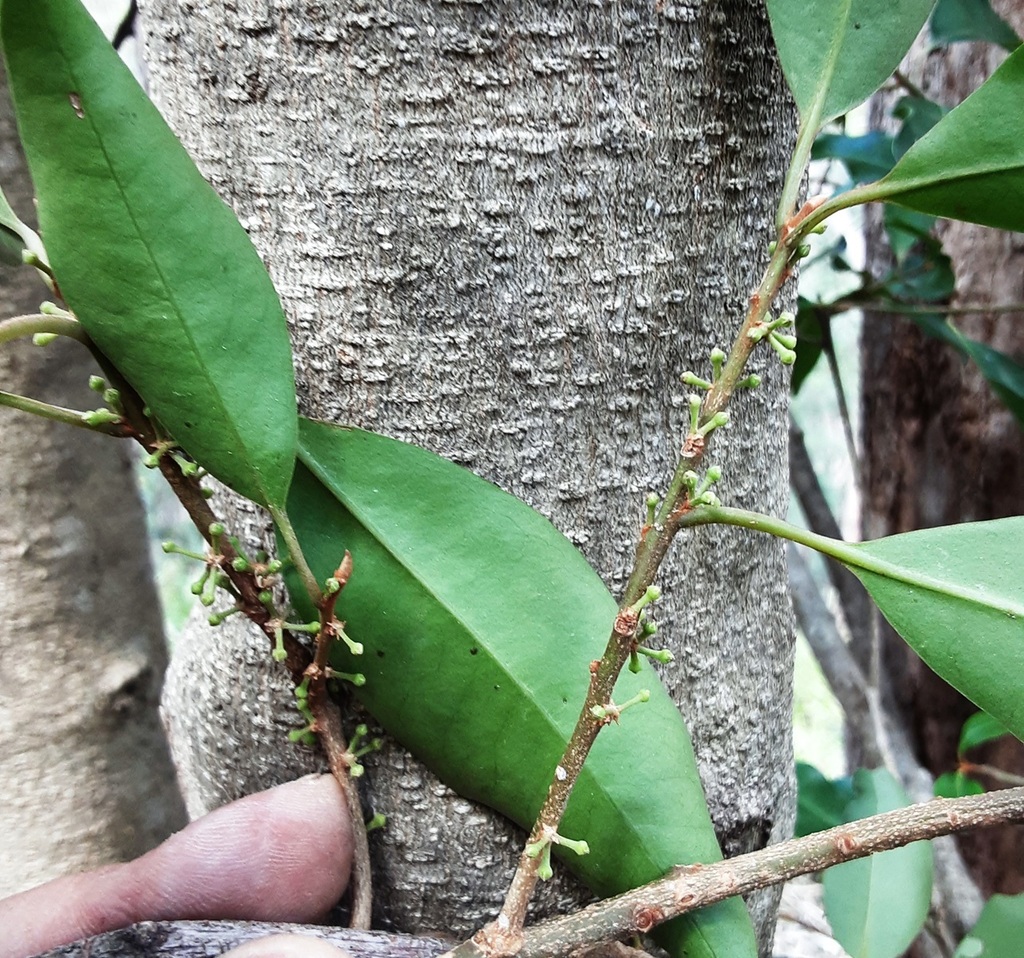 Brush Muttonwood from Wollemi National Park, Glen Davis NSW 2846 ...