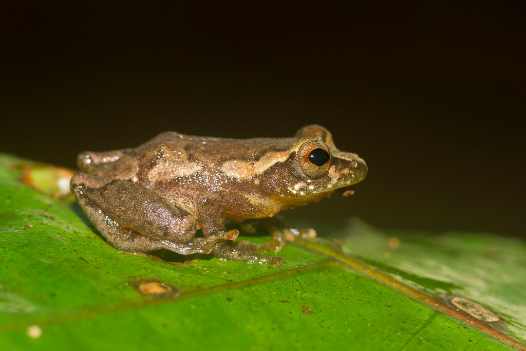 Reed Frogs from Bo, Sierra Leone on October 22, 2023 at 10:08 AM by ...