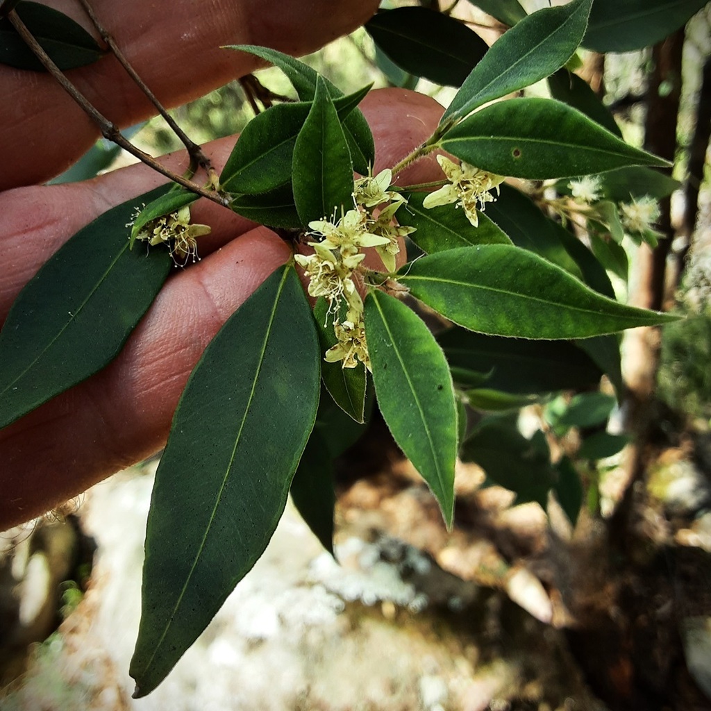 Grey Myrtle from Wollemi National Park, Glen Davis NSW 2846, Australia ...