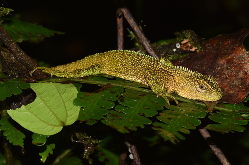 Enyalioides anisolepis · iNaturalist Ecuador