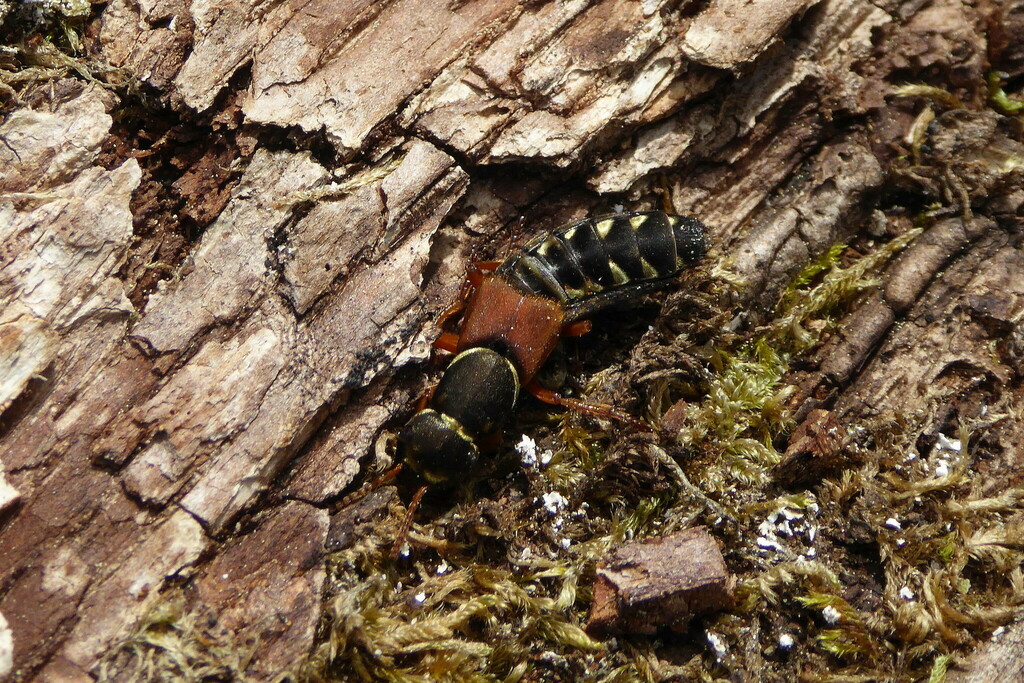 Staphylinus caesareus from Forstenrieder Park, Deutschland on May 7 ...