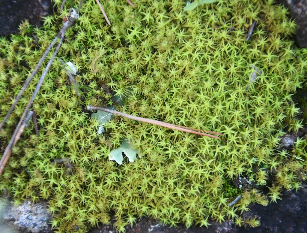 Side-fruited Crisp-moss from 83700 Saint-Raphaël, France on December 14 ...
