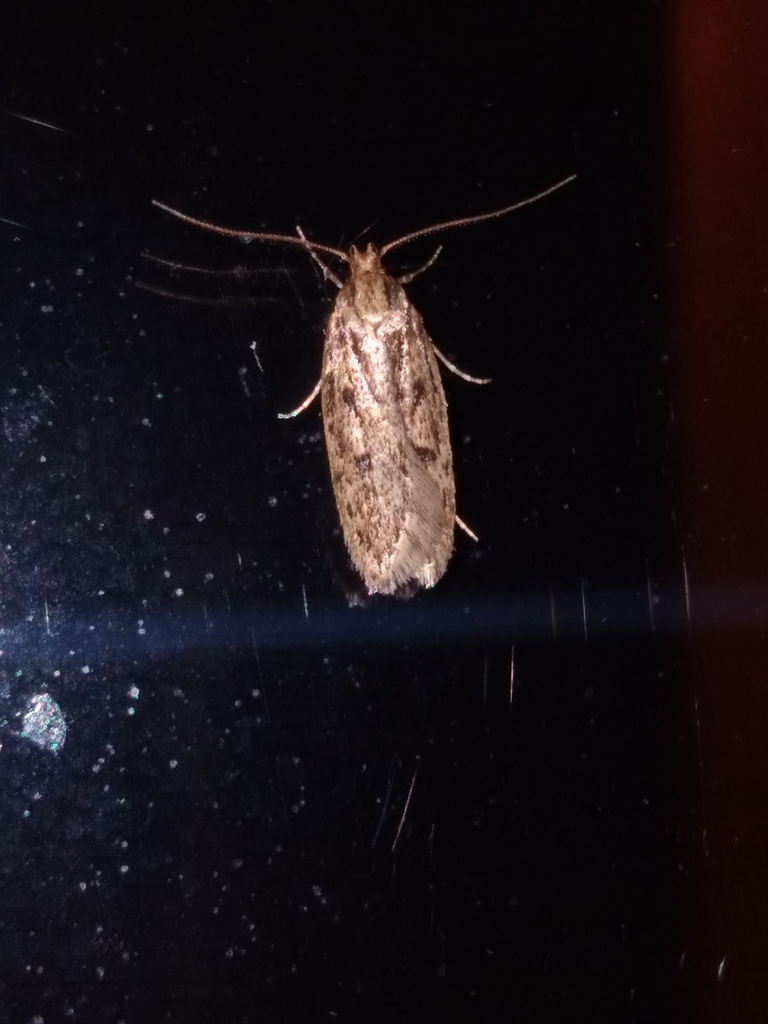 Brown House Moth from Darlington Road opposite Puriri Street, Miramar ...