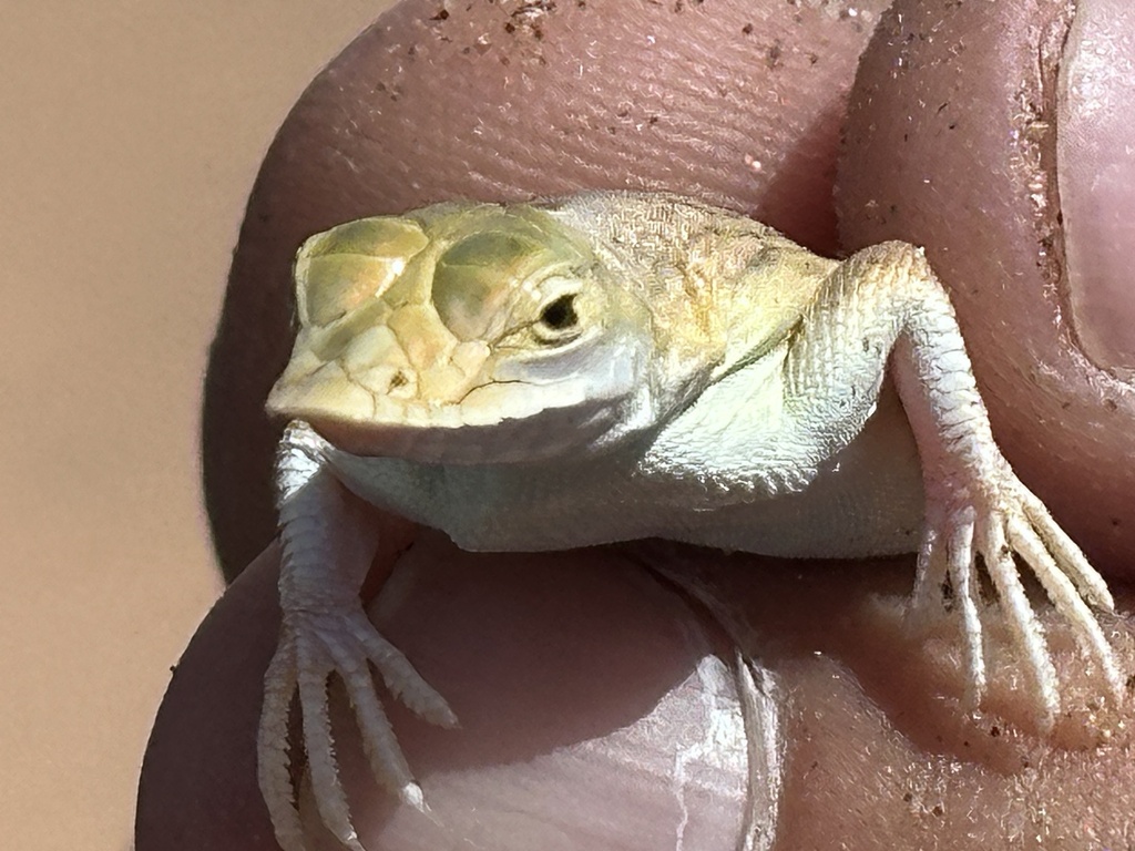 Shovel-snouted Lizard from Dorob National Park, Erongo, NA on December ...