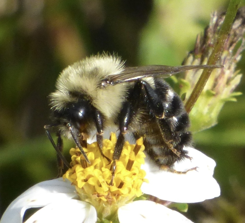 Common Eastern Bumble Bee from Alachua County, FL, USA on December 13 ...