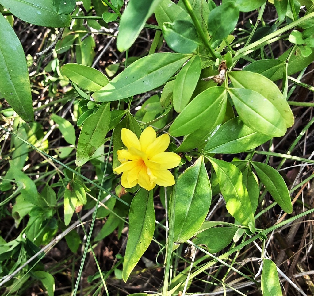 Primrose jasmine from Glen Davis NSW 2846, Australia on December 13 ...