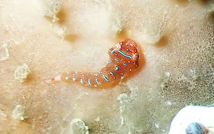 Eastern Cleaner Clingfish from Sydney NSW, Australia on November 22 ...