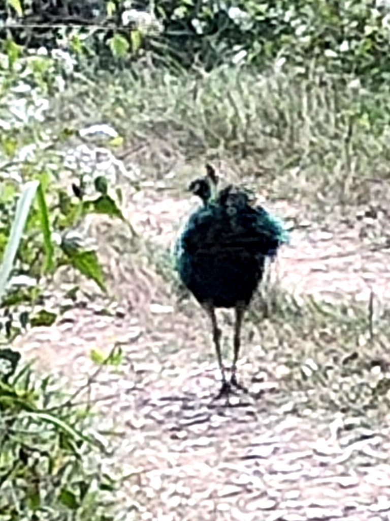 Indian Peafowl from Panavally, Kerala 670646, India on December 12 ...