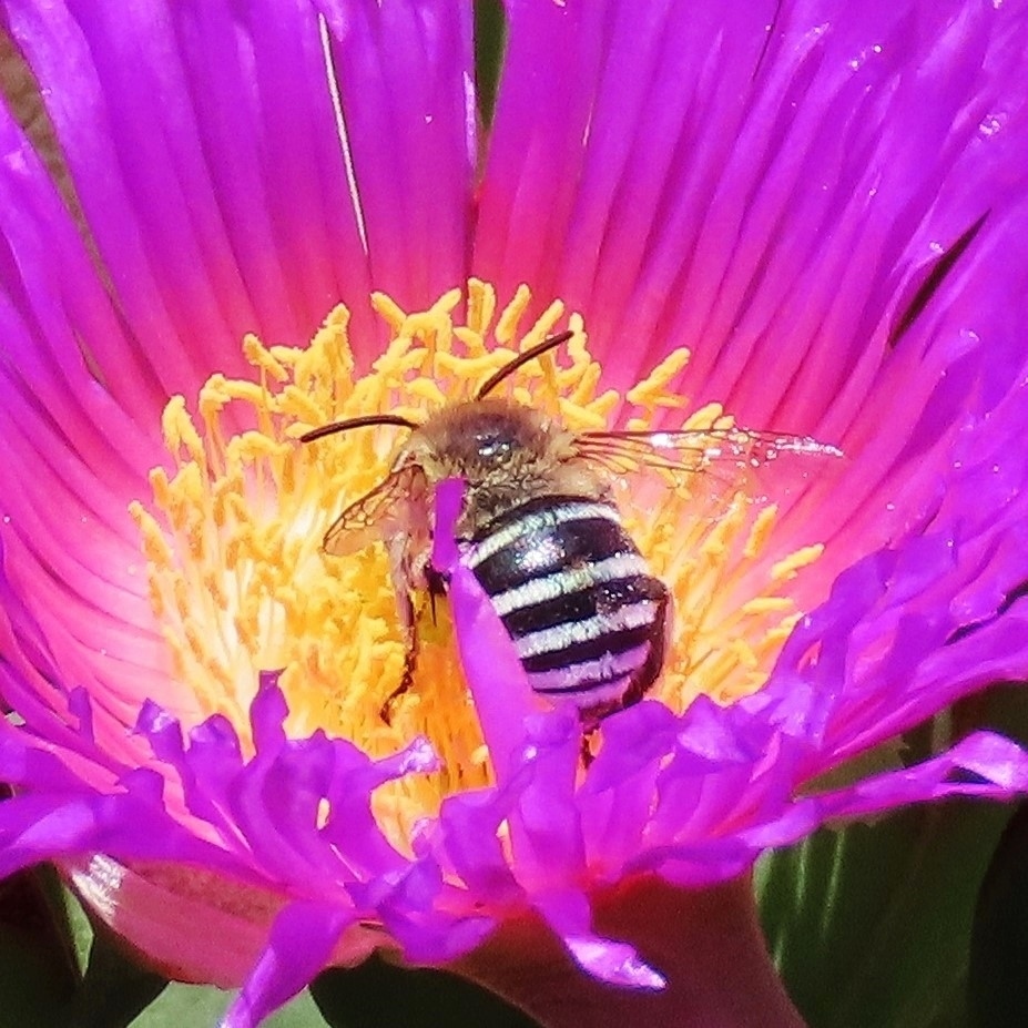 Amegilla asserta from Bermagui NSW 2546, Australia on December 4, 2023 ...