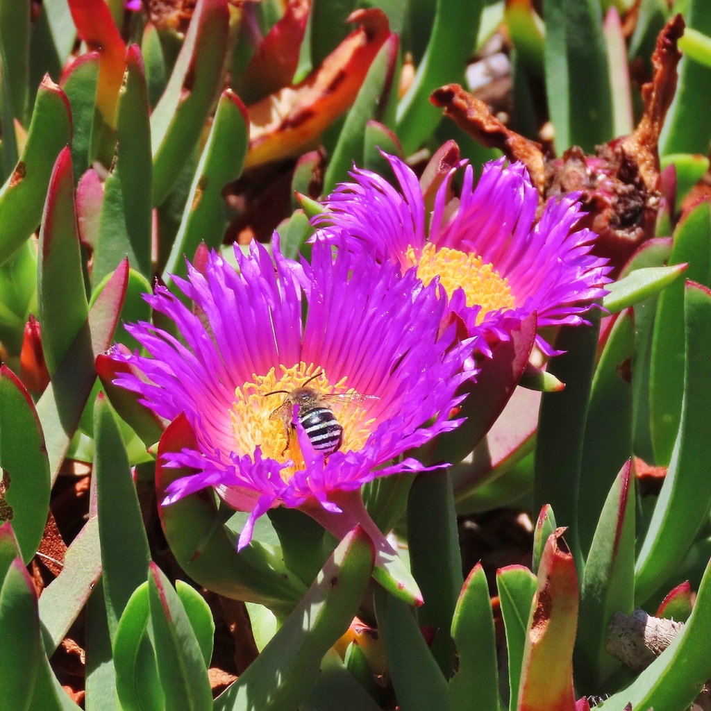 sea figs from Bermagui NSW 2546, Australia on December 4, 2023 at 12:56 ...