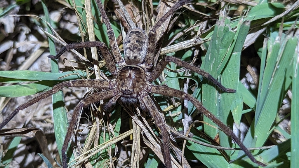 Jungle Huntsman Spider from Jacaranda Ave at Poincettia Street ...