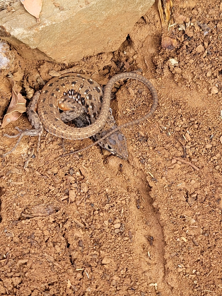 Spotted Sand Lizard from South Cape DC, South Africa on December 13 ...