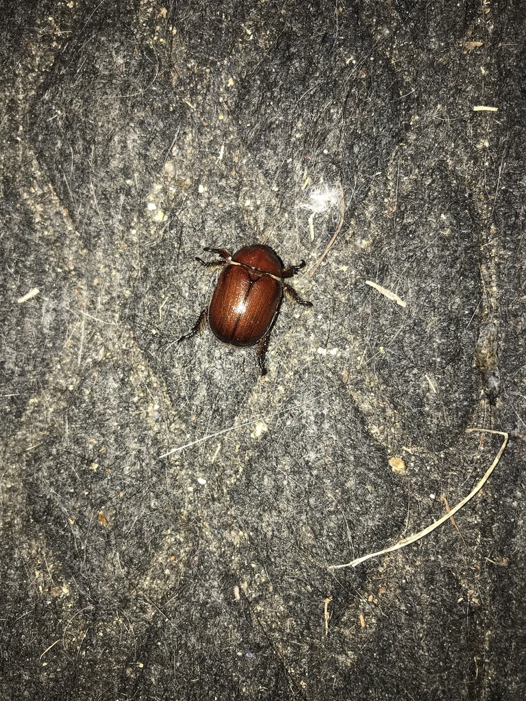Scarabs from Broomfield Cr, Long Beach, NSW, AU on December 12, 2023 at ...